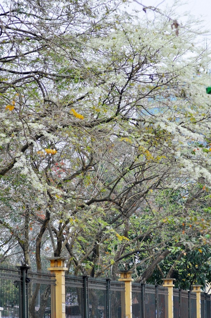 Hanoi spring season — Charming photos of Hanoi in “Sua flower” season ...