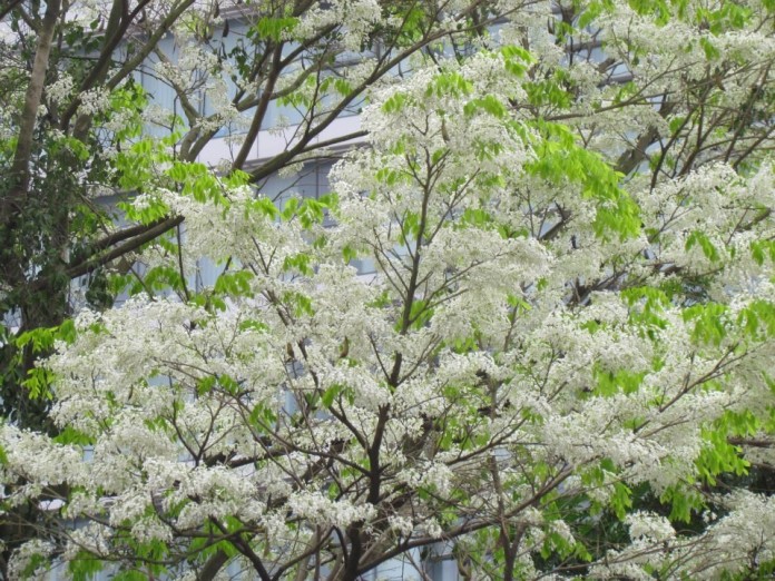 Hanoi spring season — Charming photos of Hanoi in “Sua flower” season ...