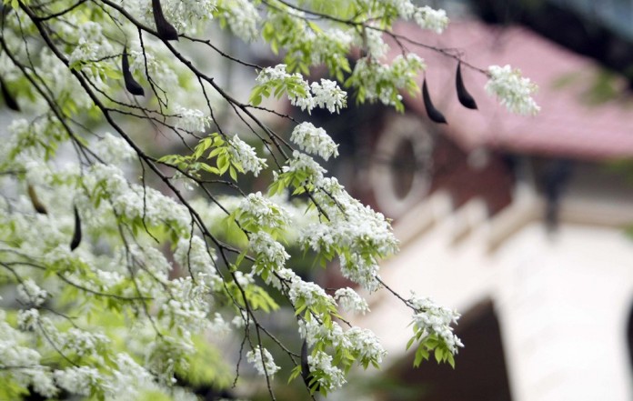 Hanoi spring season — Charming photos of Hanoi in “Sua flower” season ...