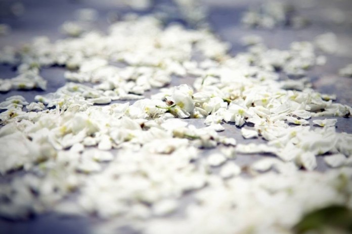 Hanoi spring season — Charming photos of Hanoi in “Sua flower” season ...