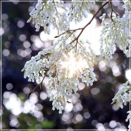 Hanoi spring season — Charming photos of Hanoi in “Sua flower” season ...