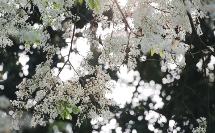 Hanoi spring season — Charming photos of Hanoi in “Sua flower” season ...