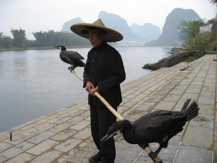 Cormorant fishing Guilin — Meet the legendary fishermen of Li river ...
