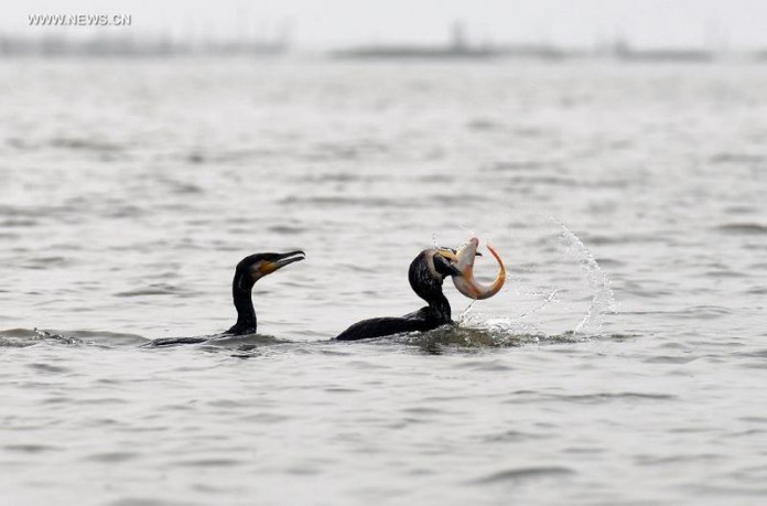 Cormorant fishing Guilin — Meet the legendary fishermen of Li river ...