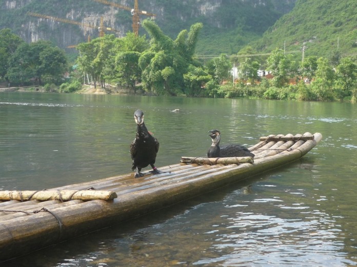 Cormorant fishing Guilin — Meet the legendary fishermen of Li river ...