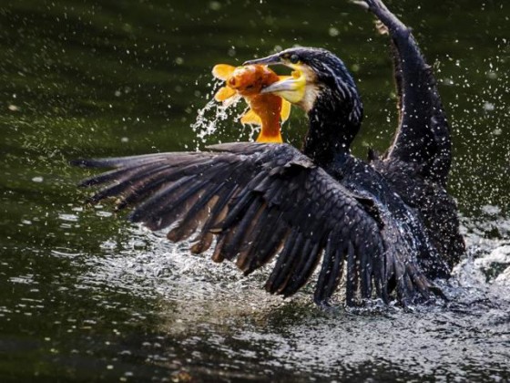 Cormorant fishing Guilin — Meet the legendary fishermen of Li river ...