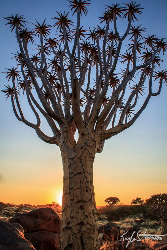 12 incredible photos of trees that you can not believe they are real