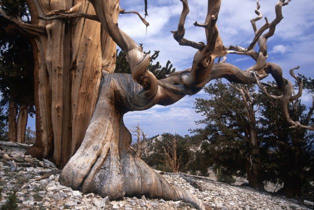 12 incredible photos of trees that you can not believe they are real