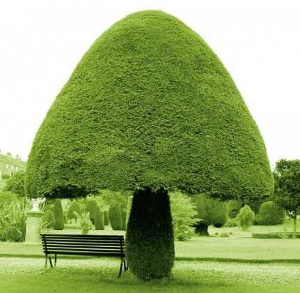 12 incredible photos of trees that you can not believe they are real