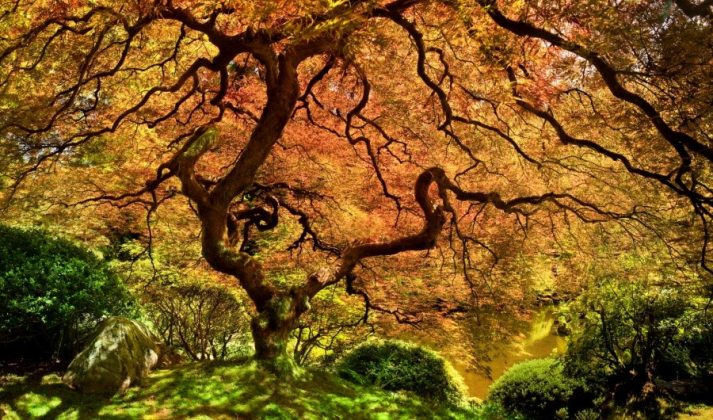 12 incredible photos of trees that you can not believe they are real