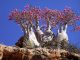 12 incredible photos of trees that you can not believe they are real