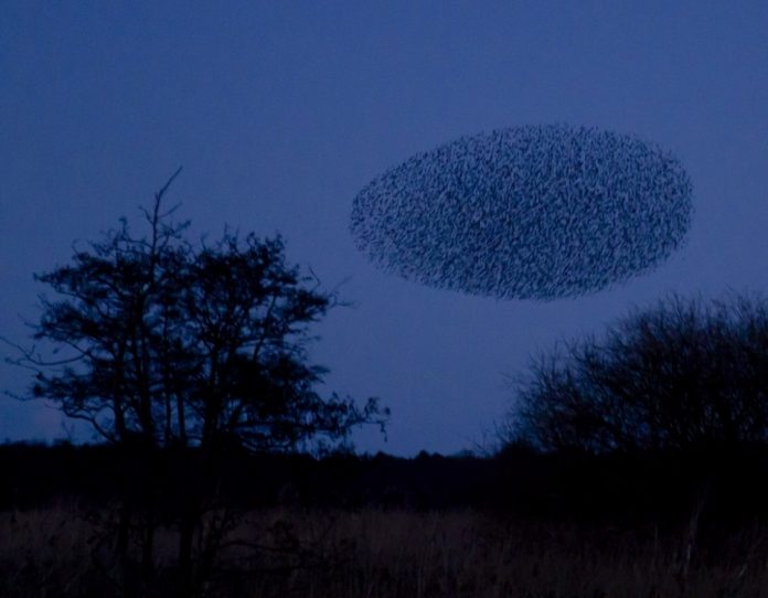 20+ utterly amazing shots that prove nature has a very rich imagination ...