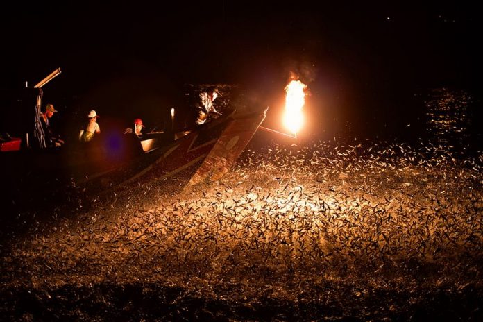 Exploring the art of fire fishing in Taiwan - Focus Asia and Vietnam ...