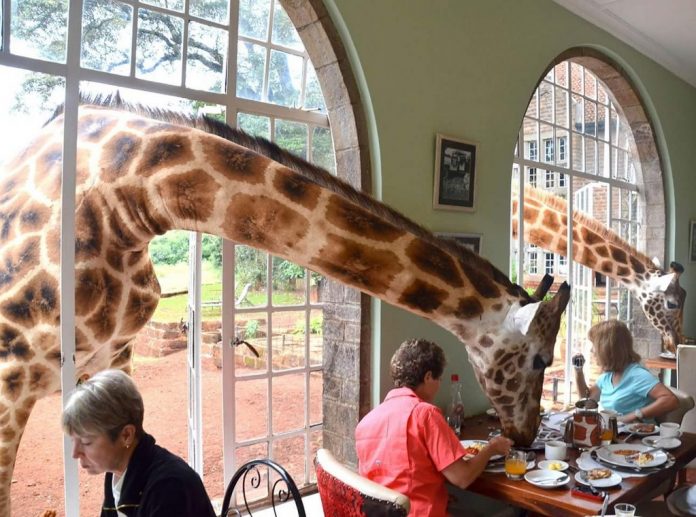 Enjoy interesting breakfast with giraffes at Giraffe Manor in Kenya ...
