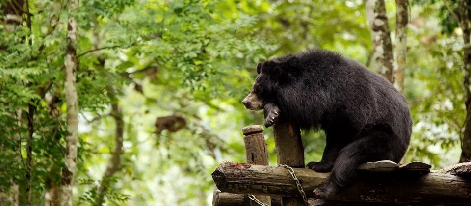 Top 10 amazing places to see wildlife in Asia