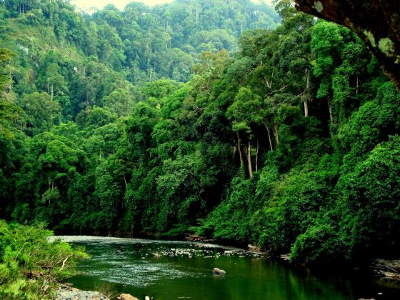 Top 10 amazing places to see wildlife in Asia