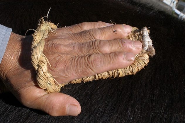 Why is Kobe Wagyu so expensive? — Explore the "Kings and Princesses ...