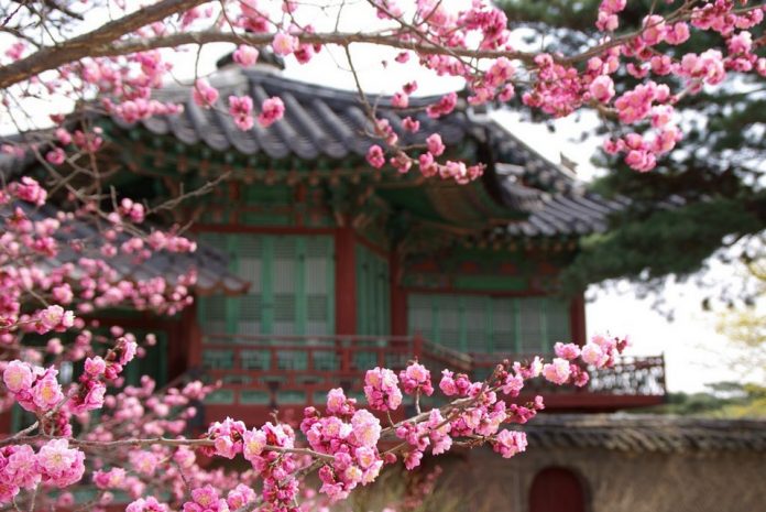 Blossom at Changdeokgung Palace, Seoul, South Korea (5) - Living ...