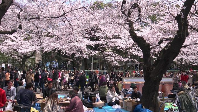 What is Hanami in Japan? The meaning & 9+ best places for Hanami in ...