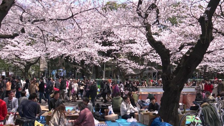 What is Hanami in Japan? The meaning & 9+ best places for Hanami in ...