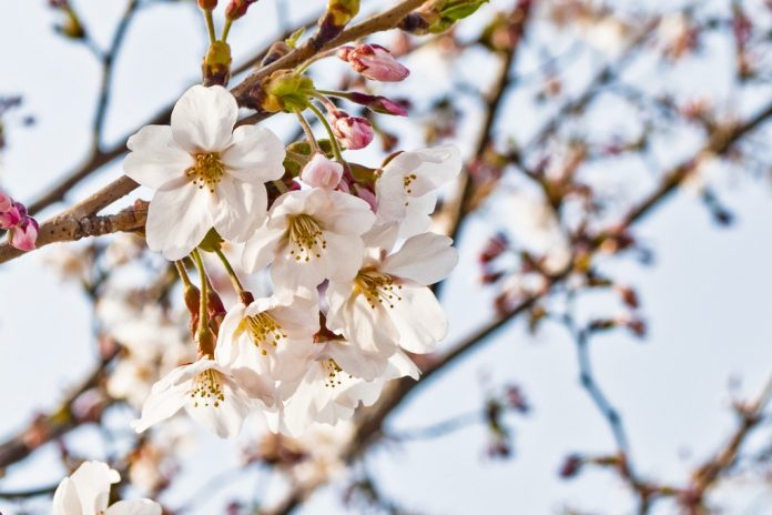 Seoul cherry blossom 2024 forecast — 9 best places to see cherry ...