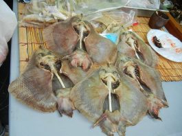 Fermented skate – A crazy korean food for the brave