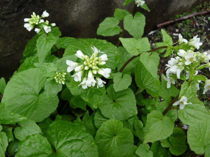 Wasabi — All things you need to know about Japanese Wasabi - Living ...