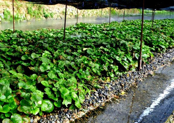 Wasabi — All things you need to know about Japanese Wasabi - Living ...