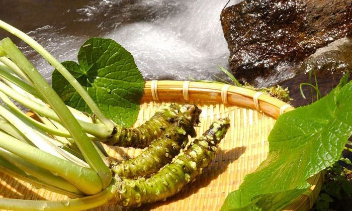 wasabi how to make how to grow wasabi dish history origin wasabi (10 ...