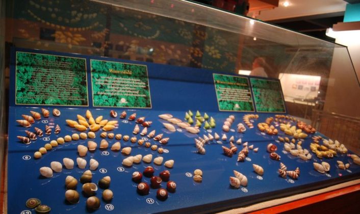 phuket seashell museum 2 - Living + Nomads – Travel tips, Guides, News ...