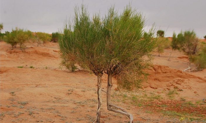 Mongolia travel blog — Explore the life of Mongolian nomads in the ...