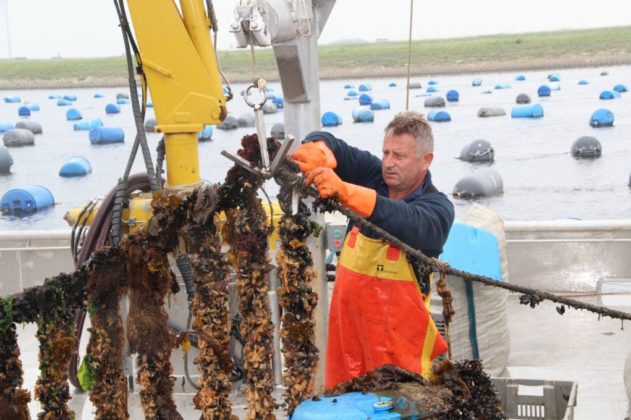 Mosselen Festival Zeeland — Evoking the Senses at the Zeeland Mussel ...