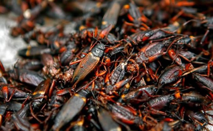 6 weird Vietnamese foods dare you to eat - Living + Nomads – Travel tips, Guides, News ...