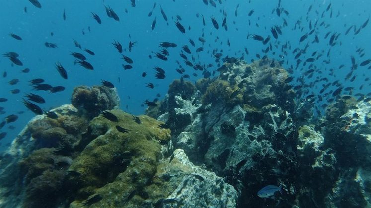 Koh Larn Island blog — Explore the coral paradise island near Pattaya ...