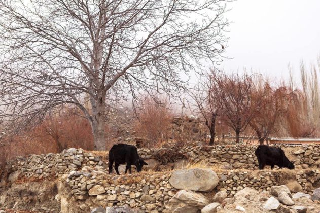 Pakistan travel blog — A journey to the roof of Pakistan - Living ...