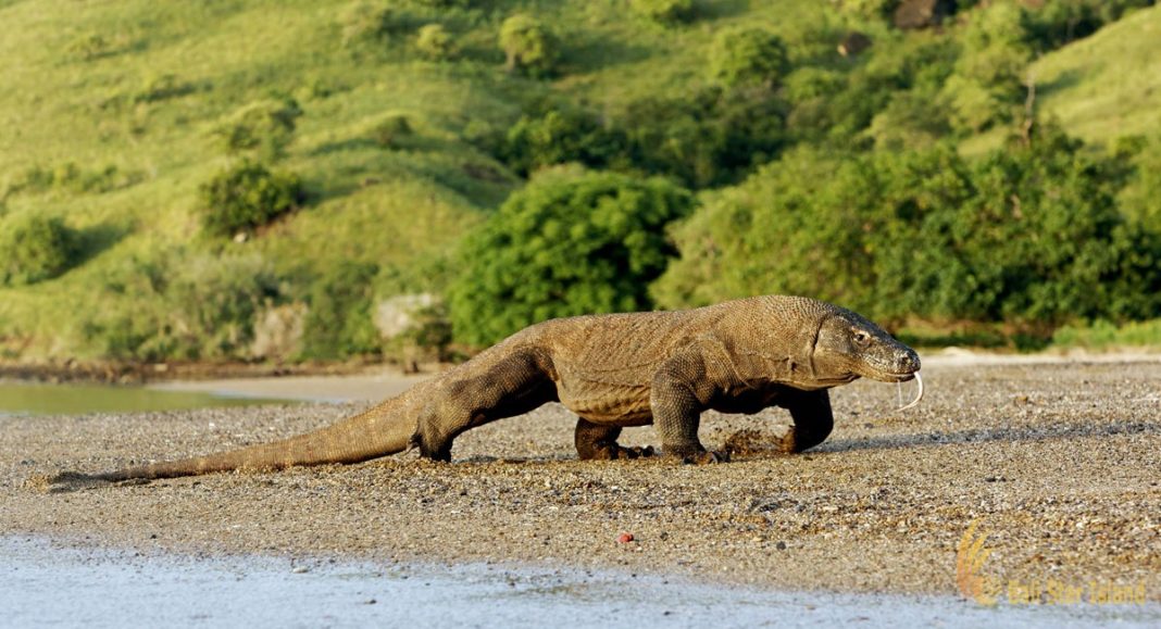 Komodo Island trip blog — The island of the largest lizard in the world ...