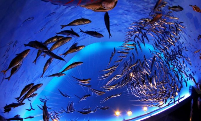 Top aquariums in Tokyo: 3 best aquariums in Tokyo and around - Living ...
