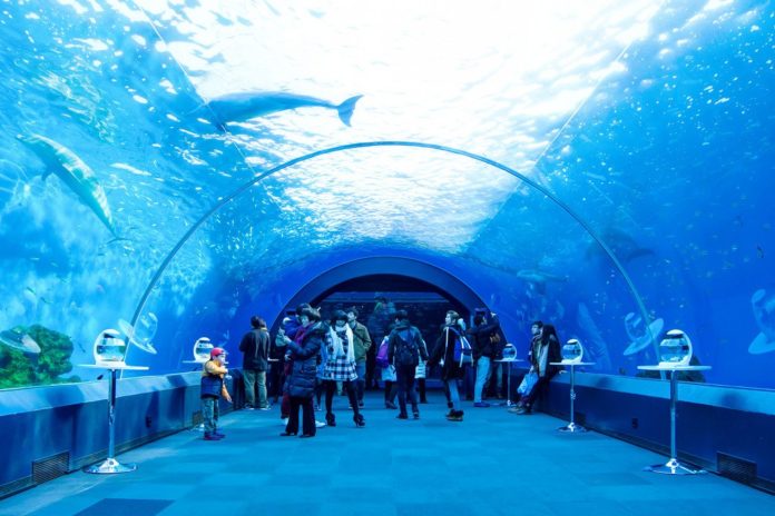 Top Aquariums In Tokyo 3 Best Aquariums In Tokyo And Around Living