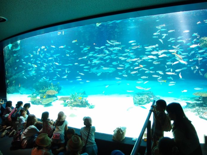 Top aquariums in Tokyo: 3 best aquariums in Tokyo and around - Living ...