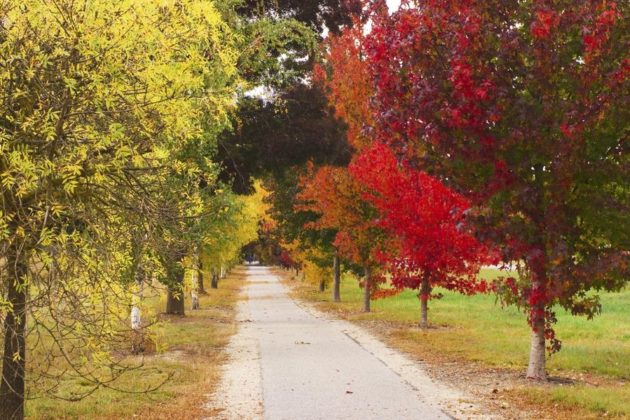 Top 5 most beautiful fall foliage destinations in Asia & Australia ...
