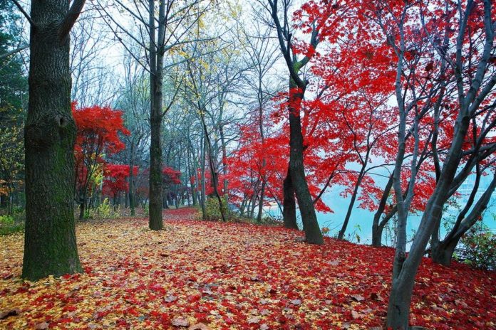 Top 5 most beautiful fall foliage destinations in Asia & Australia ...