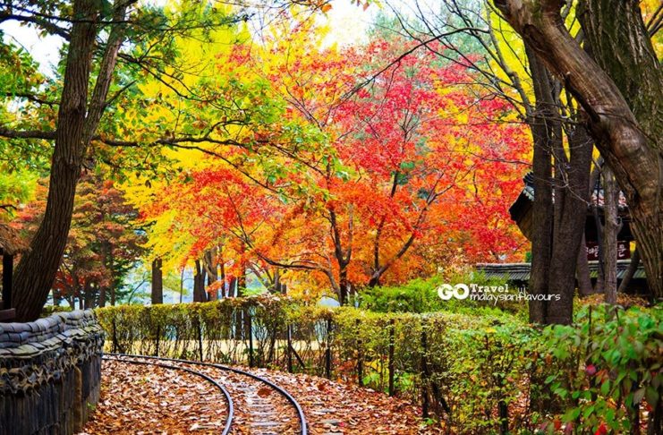 nami island autumn fall foliage destinations fall foliage places (3 ...