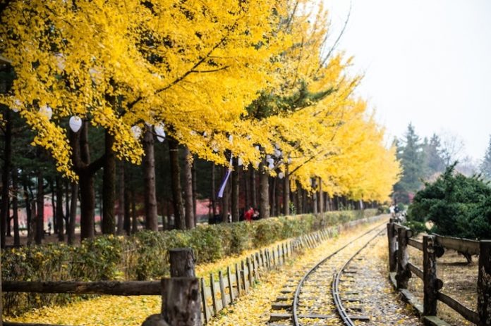 Top 5 most beautiful fall foliage destinations in Asia & Australia ...