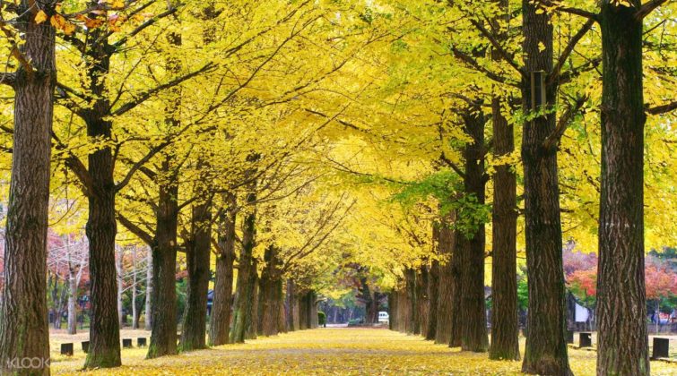 Nami Island in autumn 2025: Best time to visit, How to get there, Tips ...