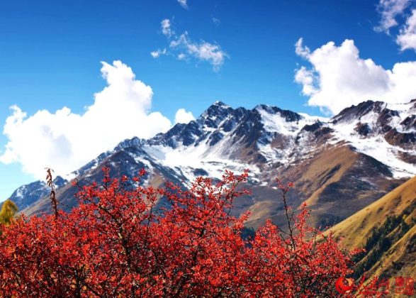 Top 5 most beautiful fall foliage destinations in Asia & Australia ...