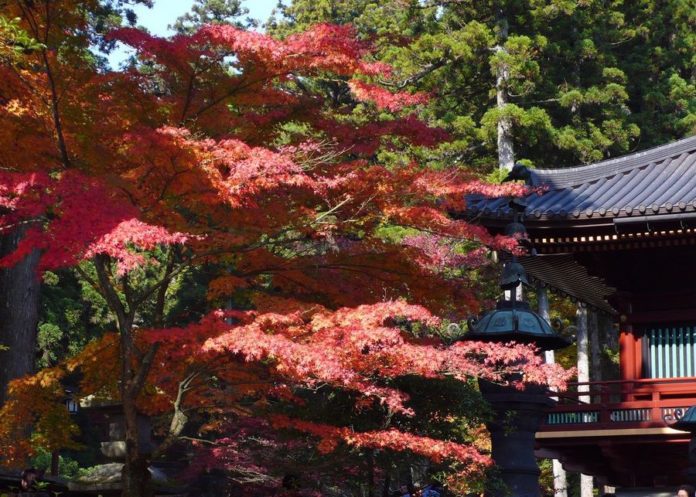 Top 5 most beautiful fall foliage destinations in Asia & Australia ...