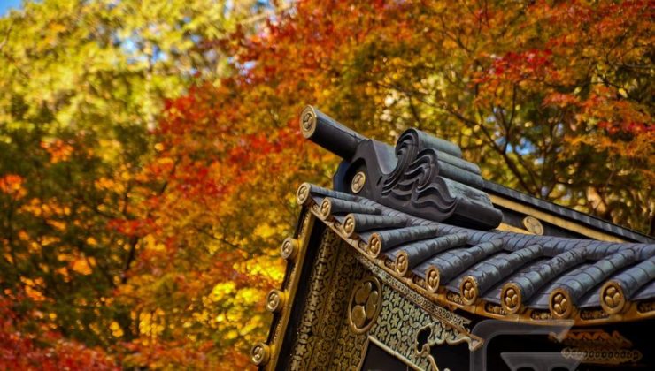 Top 5 most beautiful fall foliage destinations in Asia & Australia ...