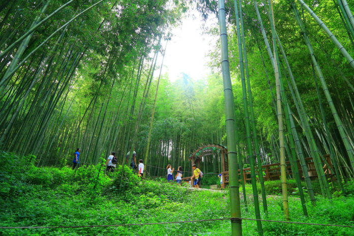 Damyang Bamboo Forest - Living + Nomads – Travel tips, Guides, News ...