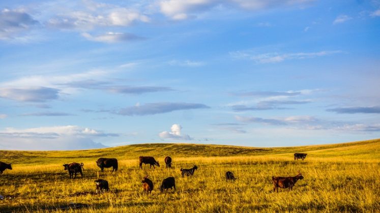 Gobi desert tour — 12 wonderful days road trip in Gobi desert - Living ...