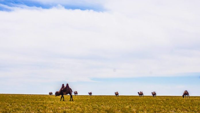 Gobi desert tour — 12 wonderful days road trip in Gobi desert - Living ...